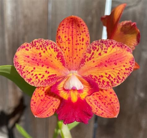 Slc Cosmic Angel X Slc Sunset Valley Orchids