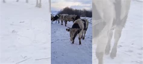 Быки живым весом купить в Урмарах Животные и зоотовары Авито