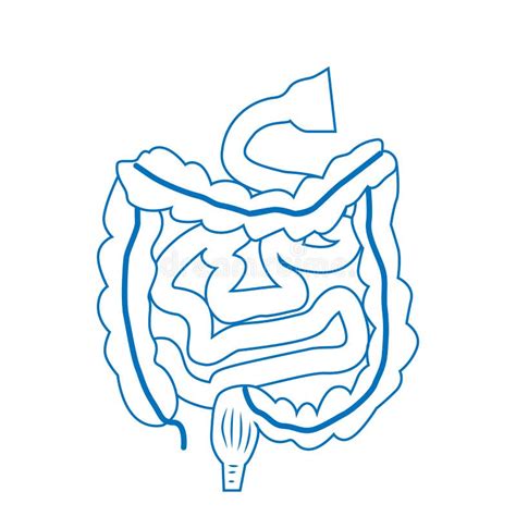 Human Intestines Digestive System Internal Human Organs Linear