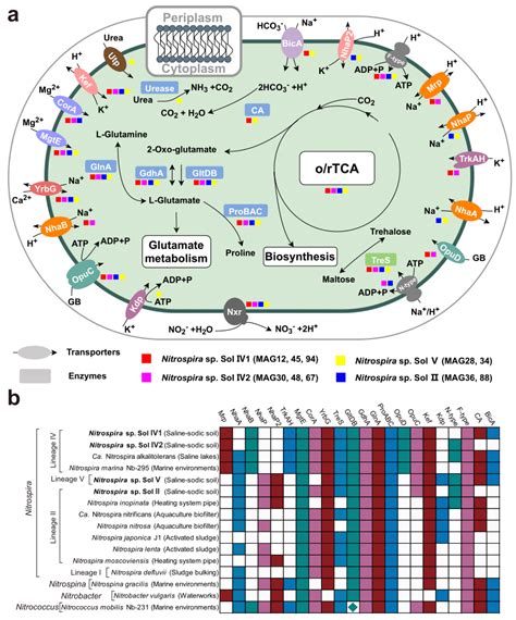 Metabolic Reconstruction Of Active NOB And Mechanistic Comparison