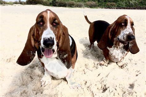 Basset Hound Hush Puppies
