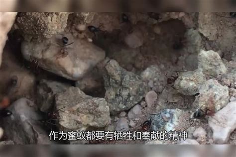 这种小小的蚂蚁竟然可以被人类食用被称为最无私的蚂蚁 蚂蚁 食用 被称为