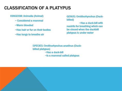Ppt Platypus Powerpoint Presentation Free Download Id 2153619