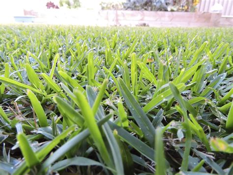 What Is Buffalo Grass Buffalo Grass Planting Tips And Information Gardening Know How