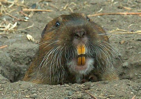 Images of Gopher - JapaneseClass.jp