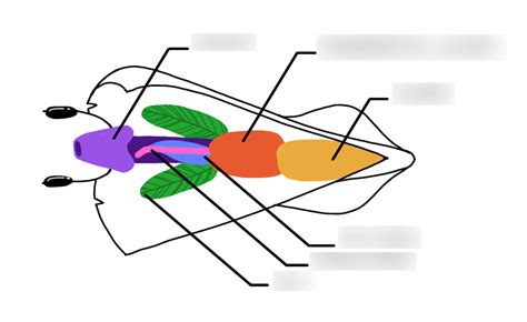 Internal Squid Anatomy Diagram Quizlet