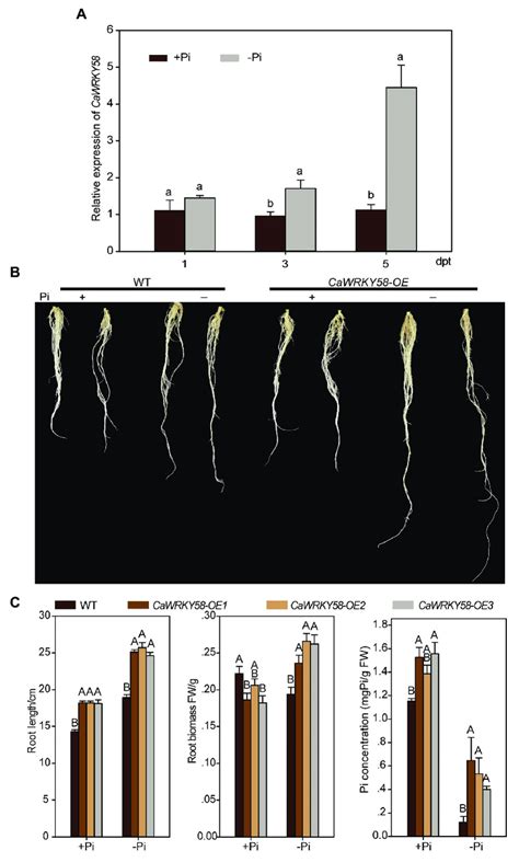 The Effect Of Pi Deficiency On Root Growth Of Caphr1 And