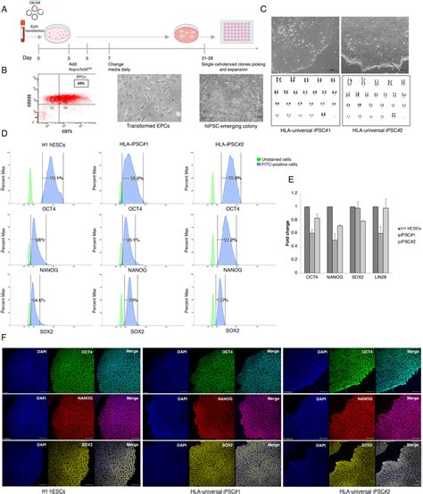 Figure 1 From Hla Based Banking Of Induced Pluripotent Stem Cells In Saudi Arabia Semantic Scholar