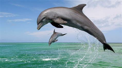 Two Dolphins Jumping Out of the Water