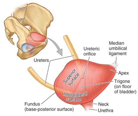 Bladder Anatomy Apex