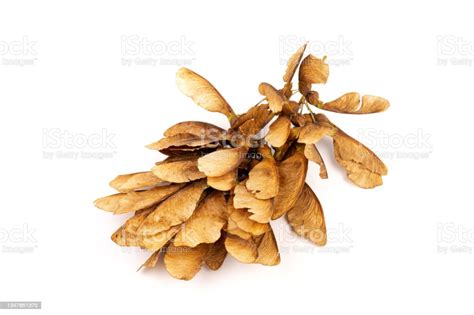 흰 배경에 고립 된 아무르 단풍 나무 에이서 지날라의 잘 익은 씨앗 0명에 대한 스톡 사진 및 기타 이미지 0명 10월
