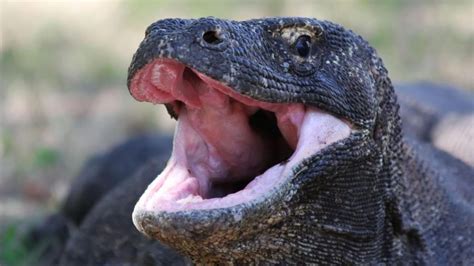 “komodo Dragon Venom Effects Are They Dangerous” Wilderness Insider