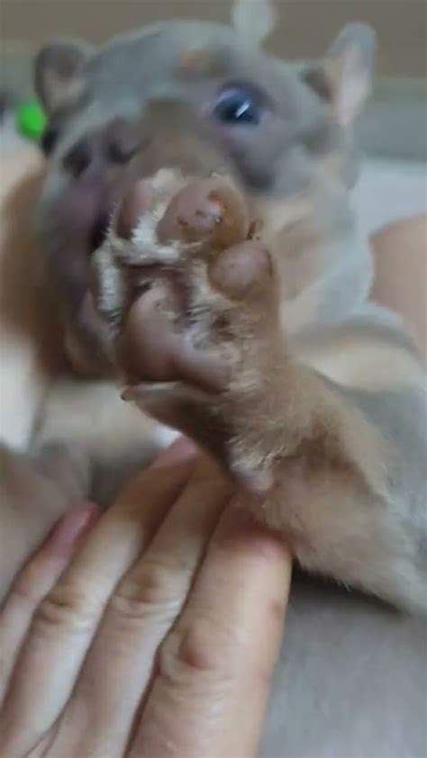 Дом породистых собак 🤩 свободны щенки французкого бульдога