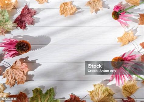 에키네시아 꽃과 말린 단풍 나무 잎으로 만든 프레임 배경은 흰색 나무 판자로 만들어집니다 가을 식물 구성 평평한 평지 상단 보기 복사 공간 0명에 대한 스톡 사진 및 기타