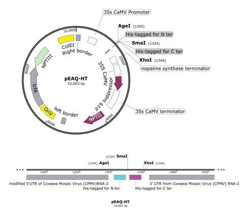 Bio Protocol On Linkedin Biochemistry Research Plant