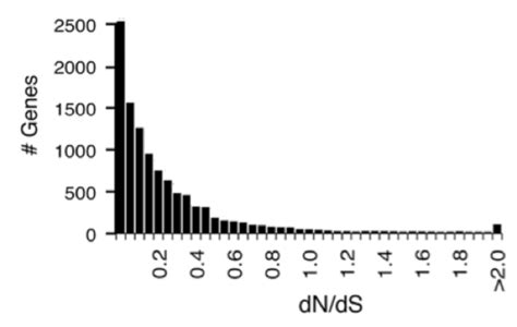 solved the dn ds ratio is one way to detect natural