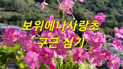 보위에나사랑초 🌸 구근 심기 네이버 Tv
