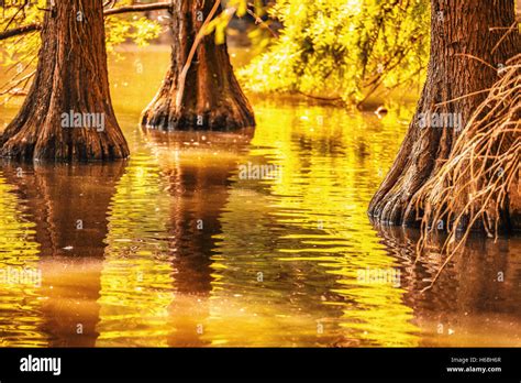 Trees With Roots In Water Stock Photo Alamy Trees With Roots In Water Stock Photo Alamy