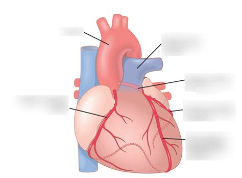 Atherosclerosis Diagram Quizlet