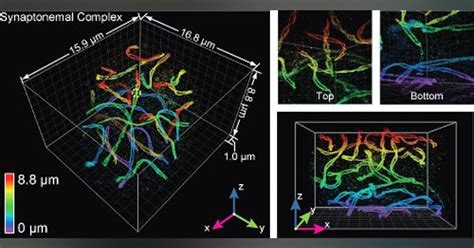Adaptive Optics Enhances Super Resolution Microscopy For Cell Imaging