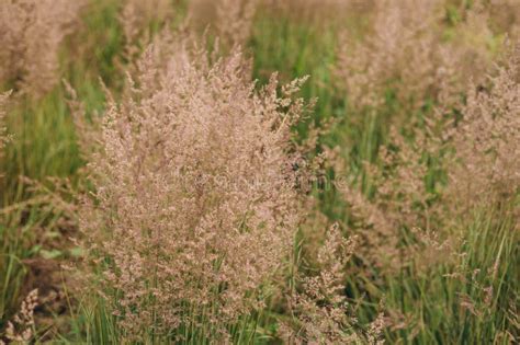Bent Grass Also Known As Bentgrass Or Colonial Bent Or Agrostis