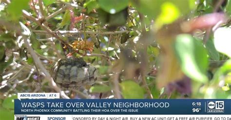 North Phoenix Neighbors Say Theyre Battling A Wasp Infestation