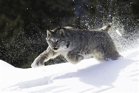running lynx viewpoint photographic art center