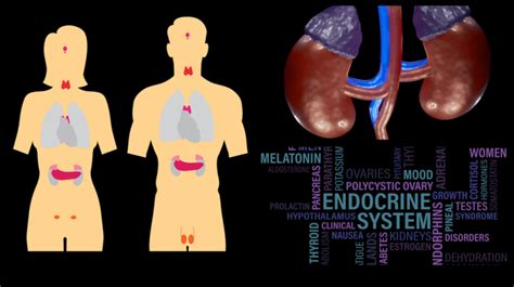 Adrenal Function Tests Dr Vijaya Marakala Md