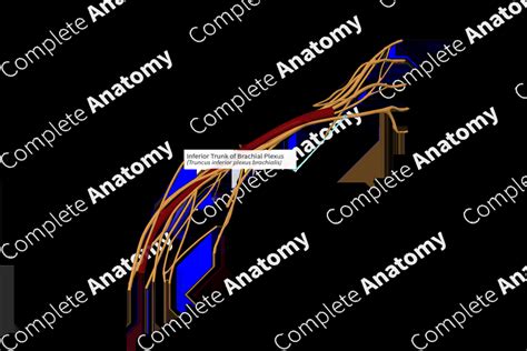 Inferior Trunk Of Brachial Plexus Complete Anatomy