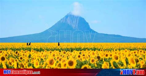 Hoy Tamaulipas Tamaulipas Falta Poco Para La Temporada De Girasoles