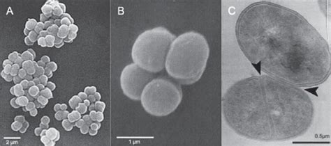 Electron Micrographs Em Of Putative Micrococcus Spp Isolated From