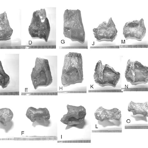 Pdf New Fossil Cercopithecoids From The Late Miocene Of As Sahabi Libya