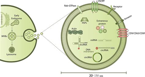 Microfluidics For Detection Of Exosomes And Micrornas In Cancer State Of The Art Molecular