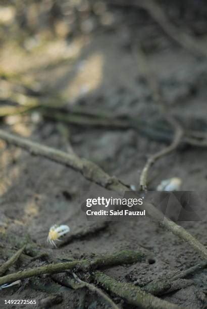 Mangrove Tree Crab Photos And Premium High Res Pictures Getty Images