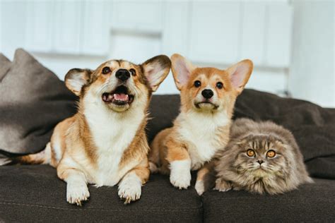 사랑 스러운 웨일즈 어 Corgi 강아지와 집에서 소파에 영국 상아탑에 틀어 박힌 고양이의 선택적 초점 개에 대한 스톡 사진 및