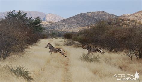 Zebra Namibia