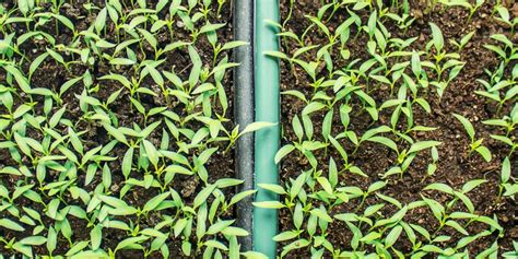 How Long Does It Take For A Chili Plant To Grow From Seed Chili Growing