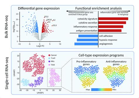 Bulk And Single Cell Transcriptomics Reveals Differentially Expressed