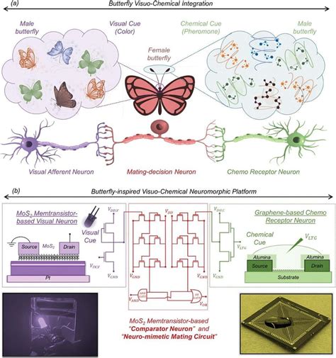 Butterfly Mating Behaviors Inspire Next Level Brain Like Computing Lifeboat News The Blog