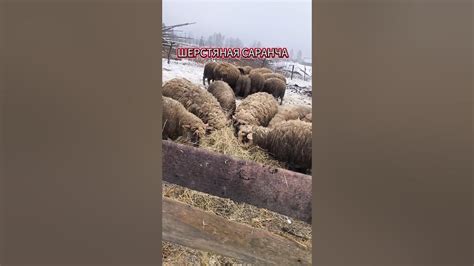 ЭКО МАРКЕТ 🌿 ЛУЧШИЕ ПРОДУКТЫ ДЛЯ ЗДОРОВЬЯ ССЫЛКА 👉 T Me