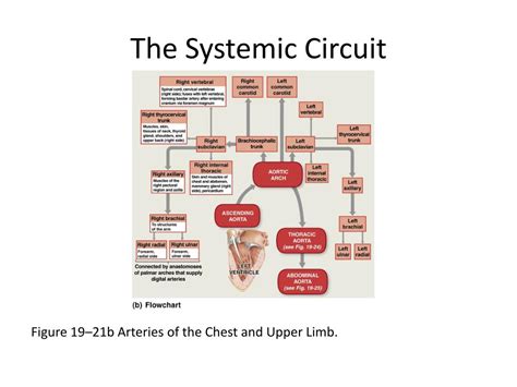 PPT The Systemic Circuit PowerPoint Presentation Free Download ID