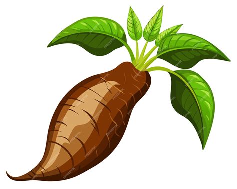 A Cassava Ultra Realistic Vector Illustration Clipart Vegetable