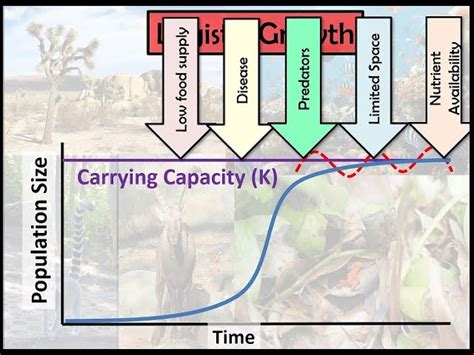 Limiting Factors In A Population