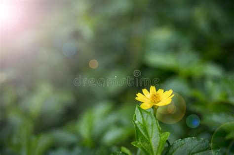 Yellow Singapore Dailsy Grass Flower Stock Image Image Of Macro Shot