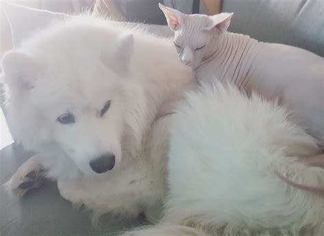 When Youre Naked And Need A Floofer R Pics