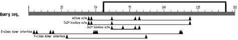 Nucleotide And Deduce Amino Acid Sequences Of Ps Cuznsod Cdna From P Download Scientific