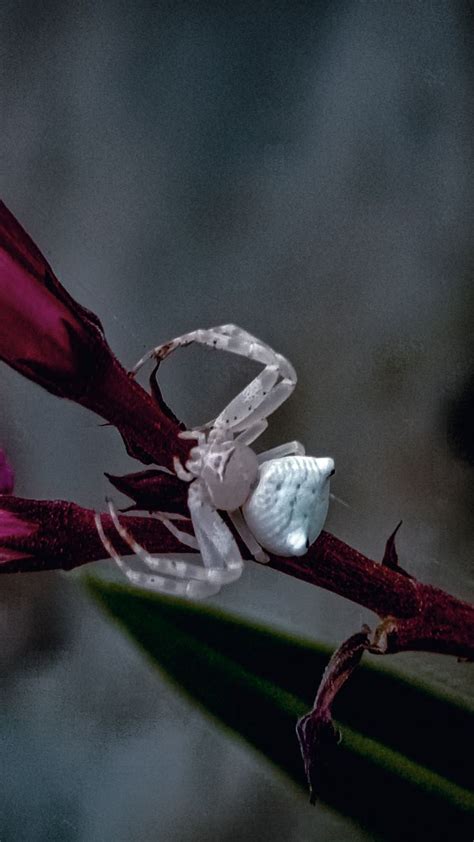 Female Crab Spider On Flower