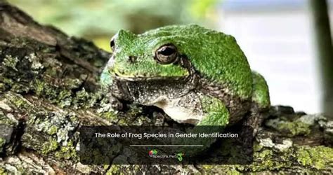 How To Tell If A Frog Is Male Or Female Sexual Dimorphism