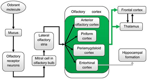 Olfactory Pathway Flowchart A Complete Guideline Of The Human