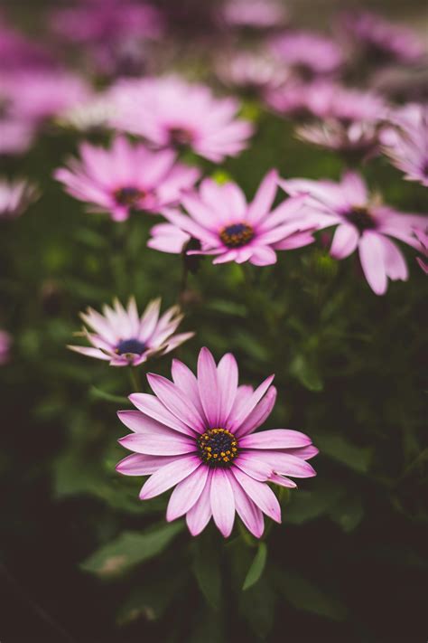 有关花 花園 花瓣 選擇性對焦 開花 非洲菊 黃色的免费素材图片